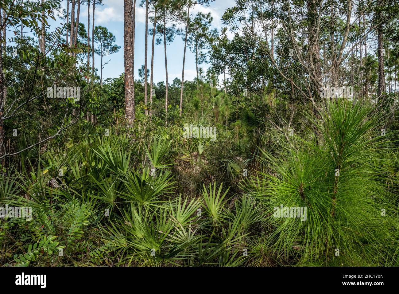 Scenci vegetation in the Everglades National Park in Florida, USA Stock ...
