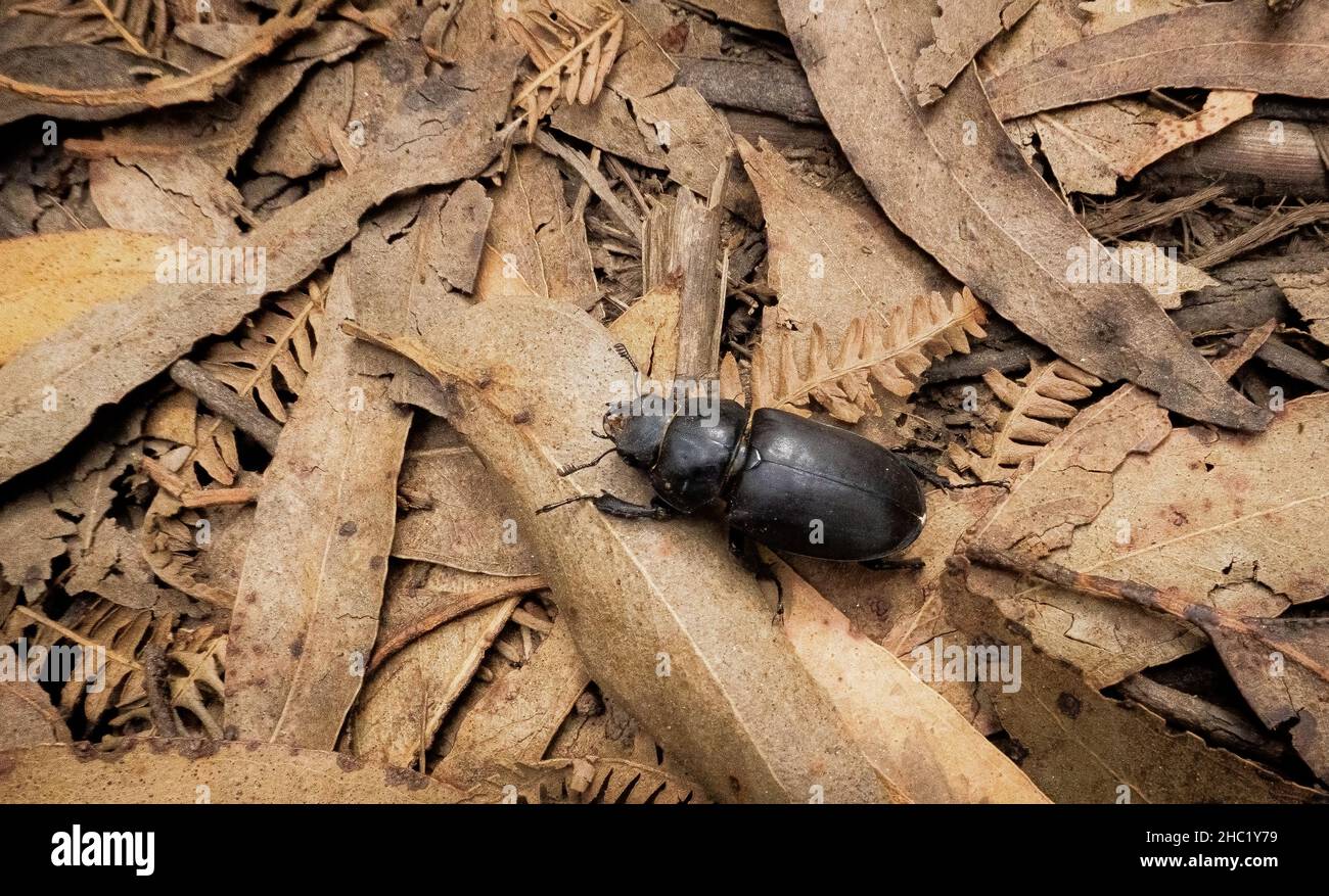 Female beetle hi-res stock photography and images - Alamy
