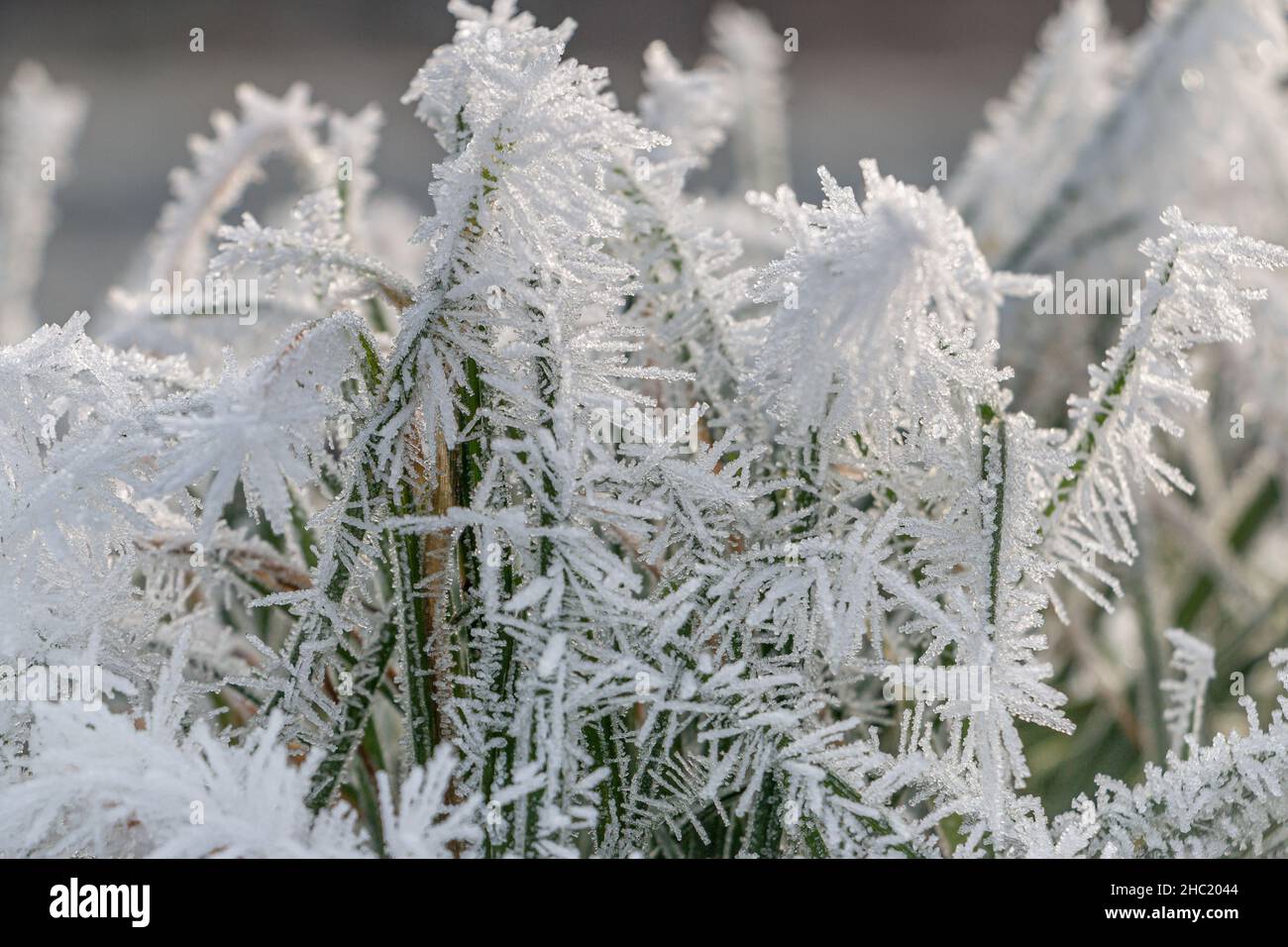 Frozen rime on the grass, with the beautiful ice crystals in the winter ...