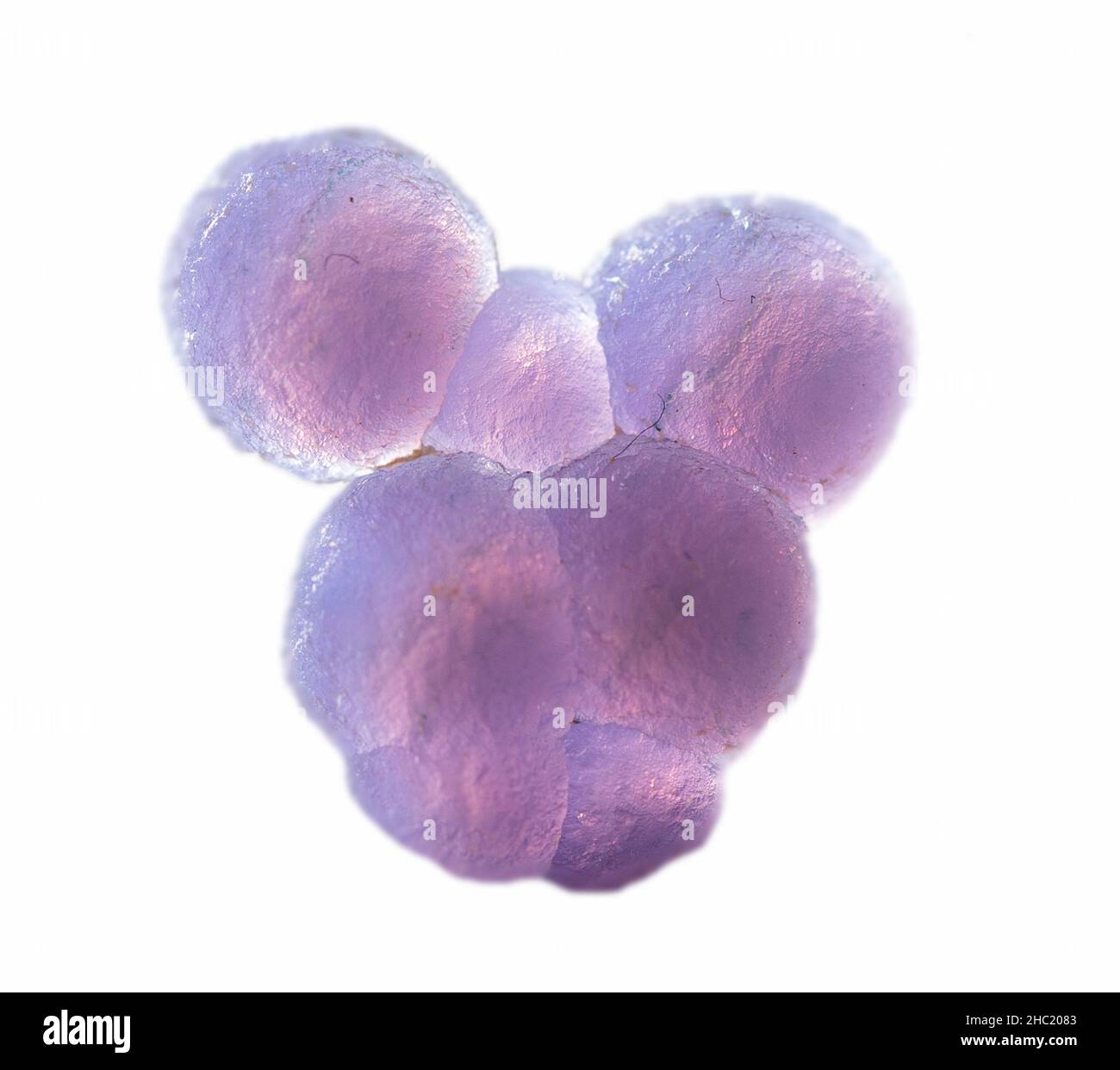 grape agate mineral specimen stone rock geology gem crystal Stock Photo ...