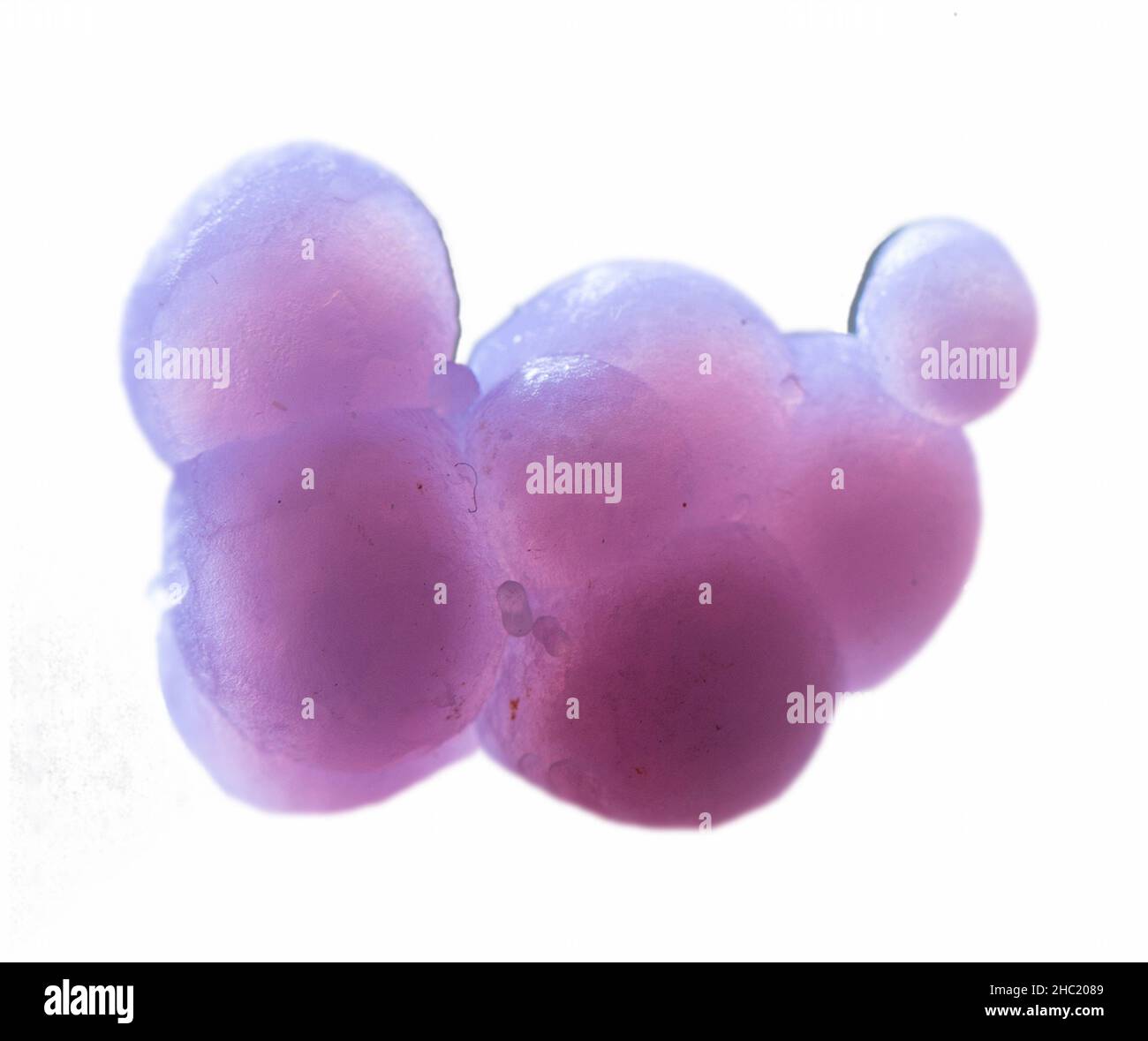 grape agate mineral specimen stone rock geology gem crystal Stock Photo ...