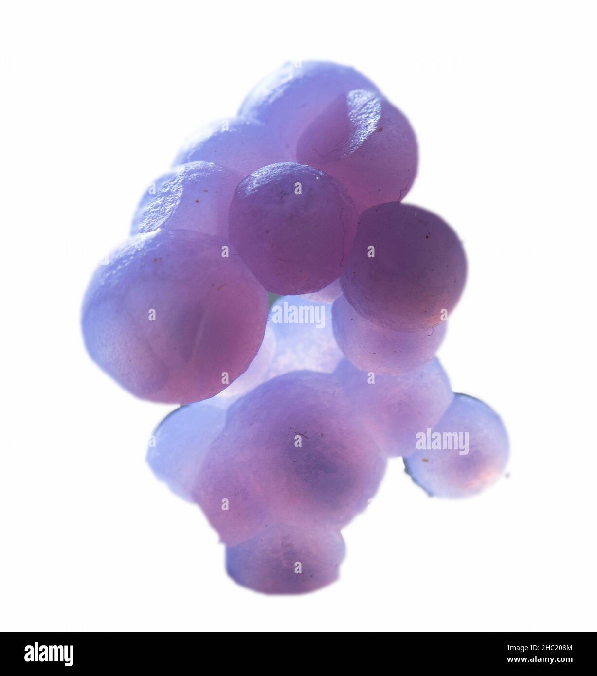 grape agate mineral specimen stone rock geology gem crystal Stock Photo ...