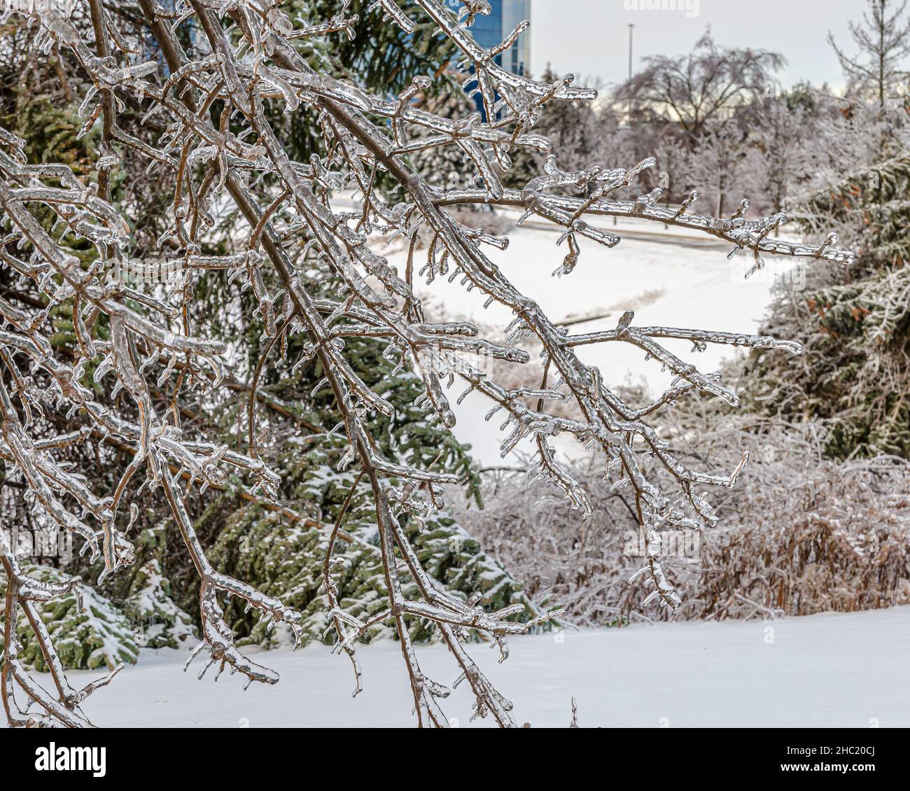 Twigs of tree encased in ice after a freezing rain storm Stock Photo ...