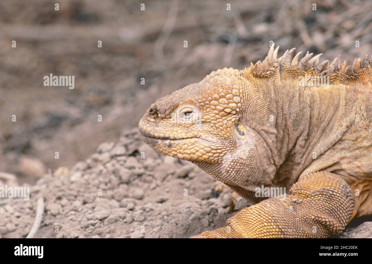 Galapagos land iguana (Conolophus subcristatus), an species endemic to ...