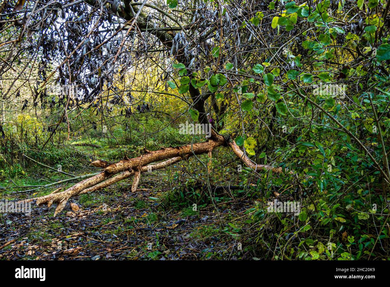 Autumnal atmosphere in the forest along the River Isar in Ismaning ...