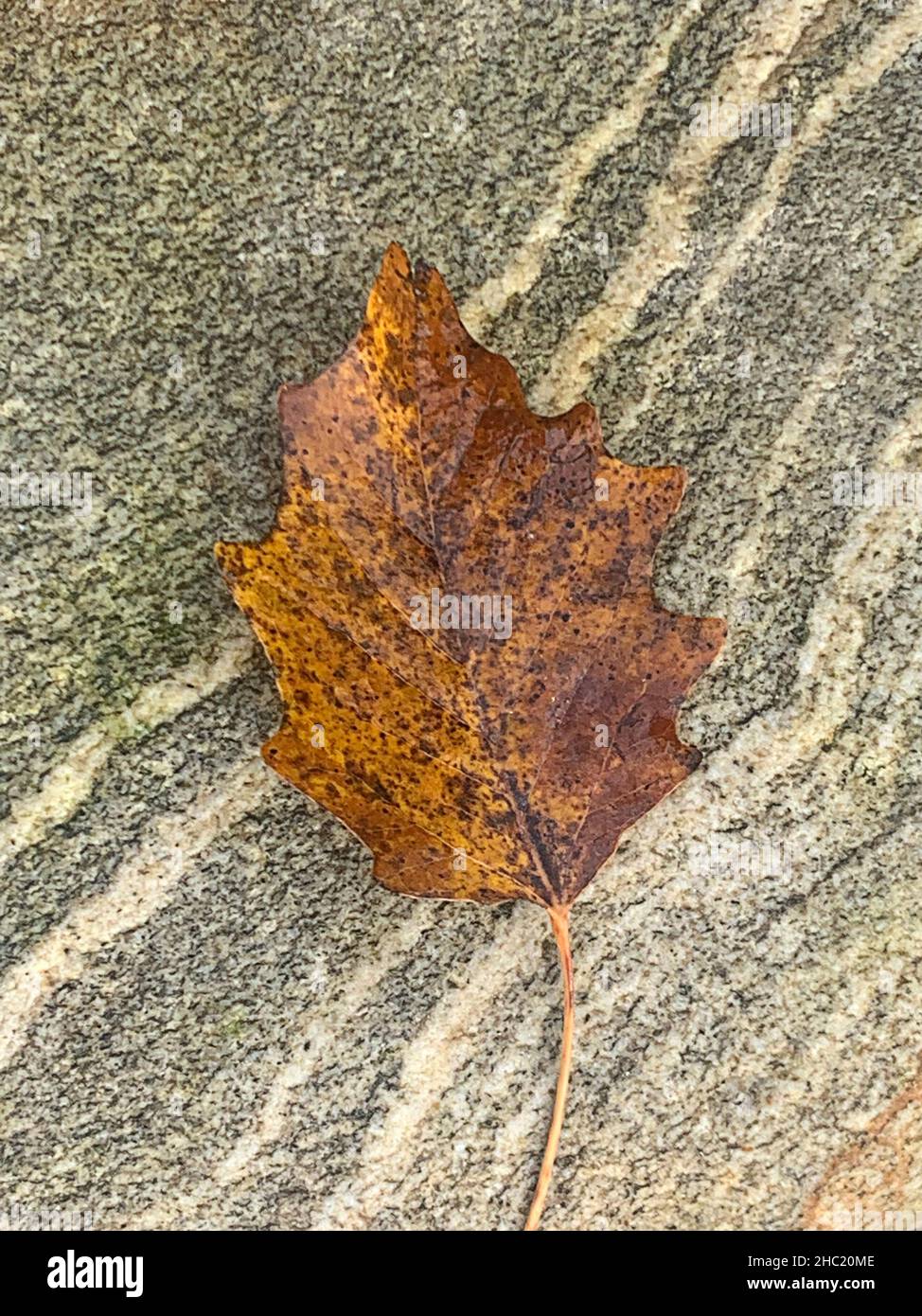 Minimalistic Natural composition along Moesa river in Switzerland Stock ...