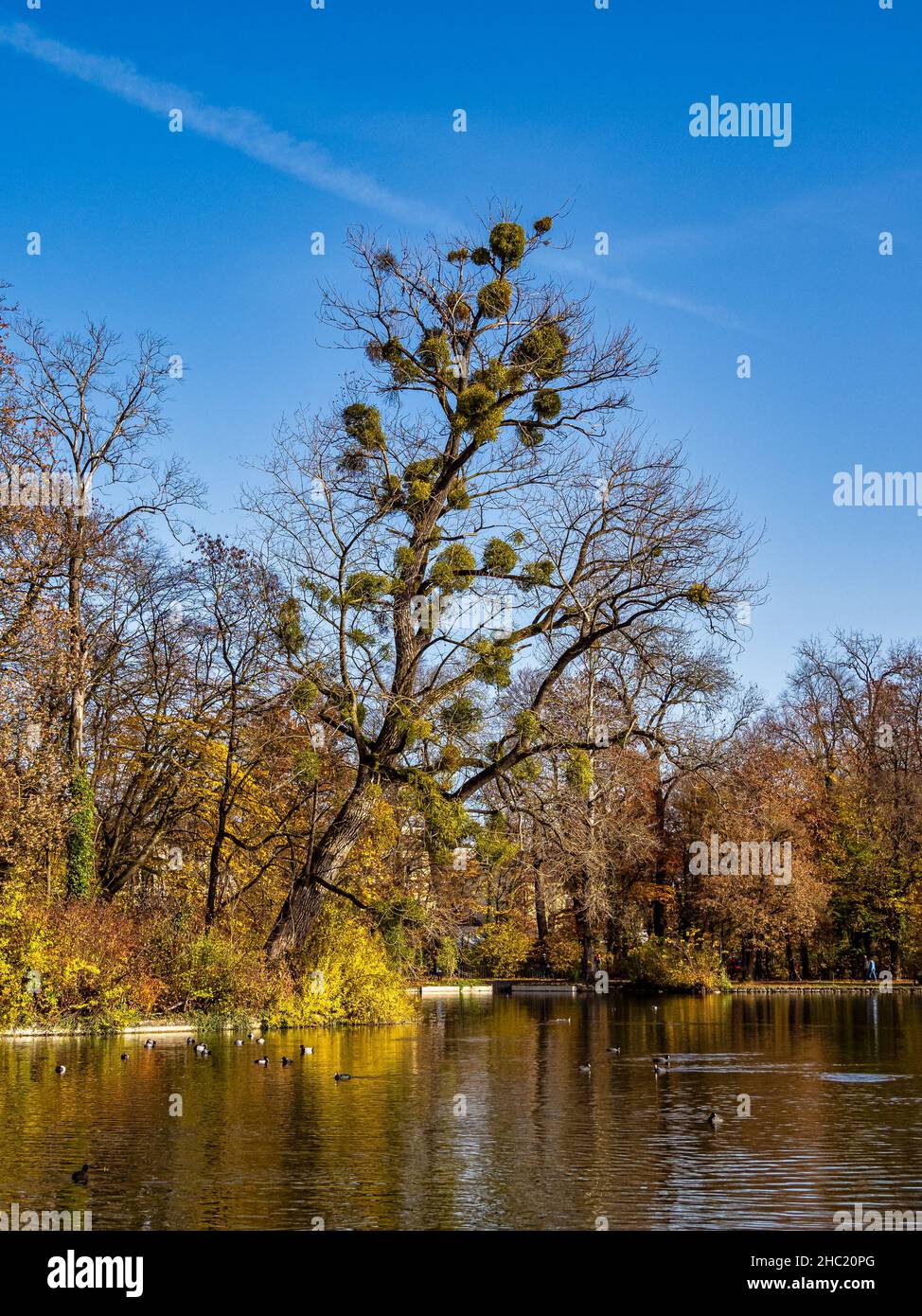 Fall foliage park englischer garten hi-res stock photography and images ...