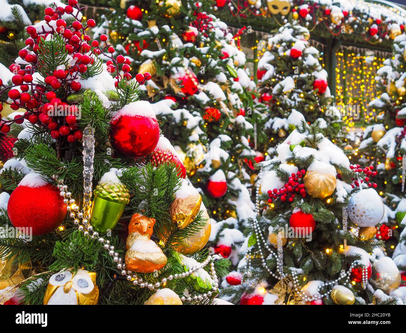Christmas trees, decorated with colorful balls, covered with real snow ...