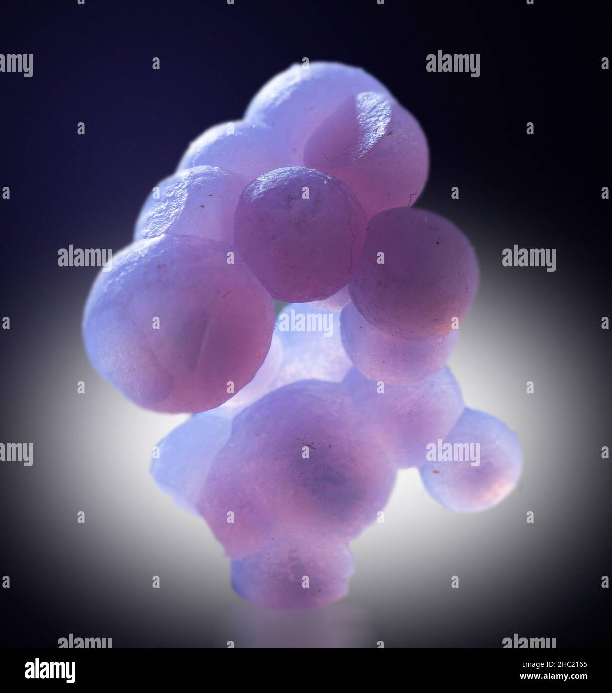 grape agate mineral specimen stone rock geology gem crystal Stock Photo ...