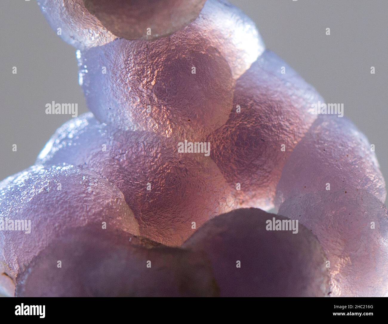 grape agate mineral specimen stone rock geology gem crystal Stock Photo ...