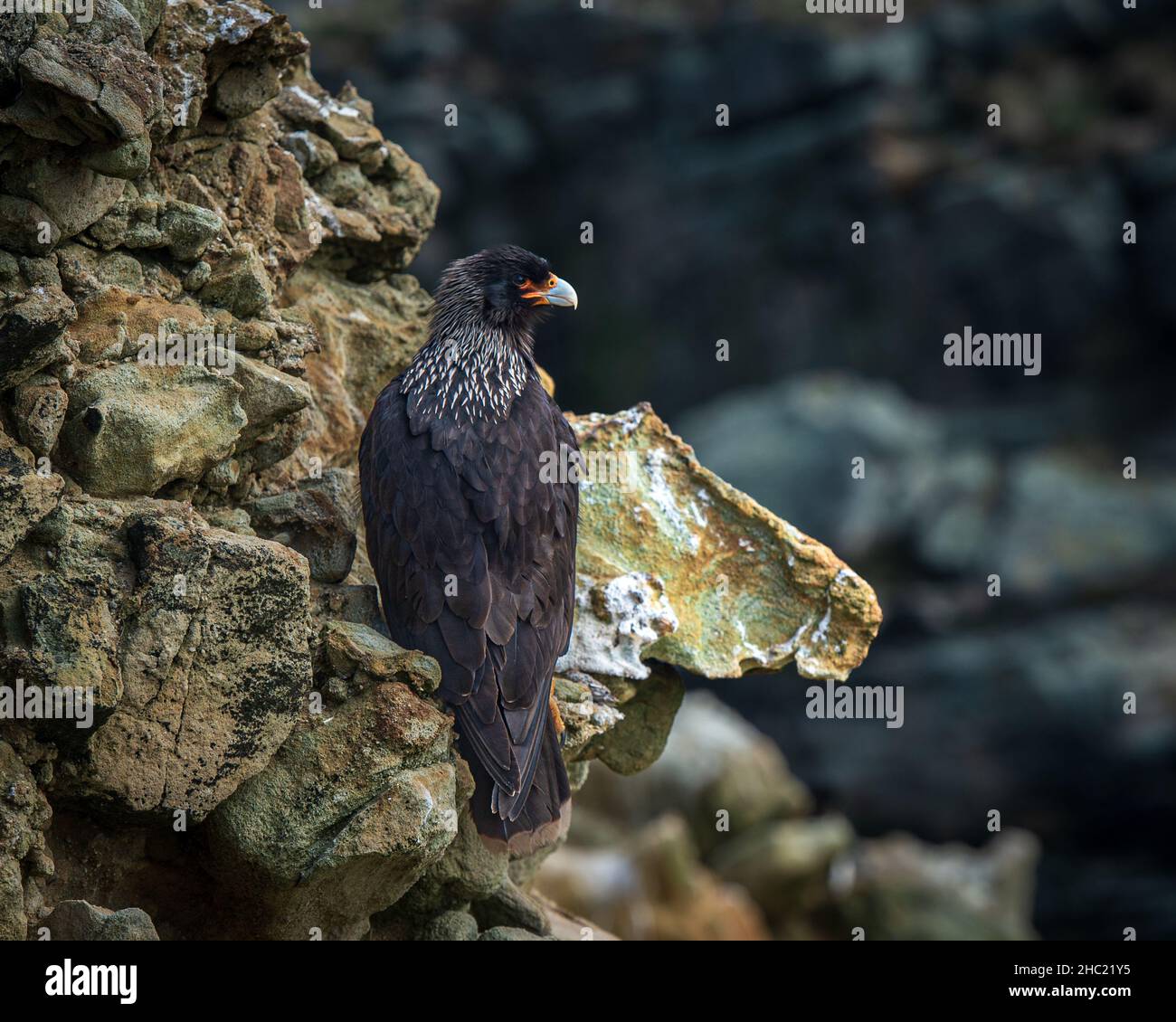 A Caracara (carrion hawk) looking out on a rocky perch at New island ...