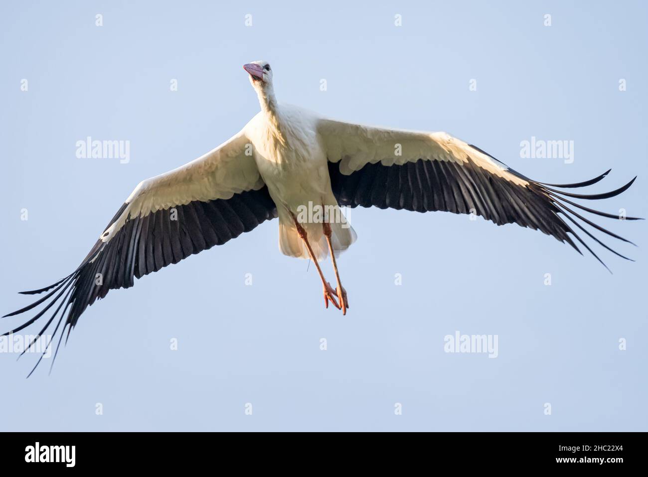 White stork with wings spread in flight hi-res stock photography and ...