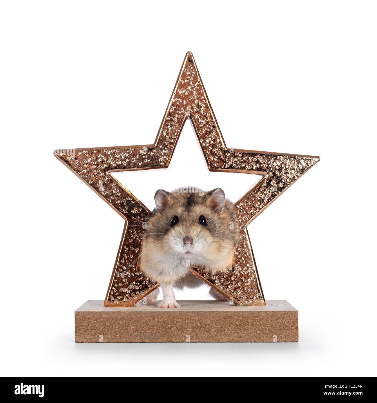 Cute hamster hanging through star shaped decoration. Looking straight ...