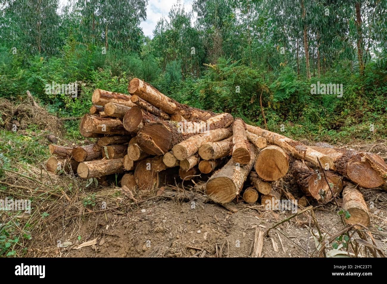Timber industry hi-res stock photography and images - Alamy