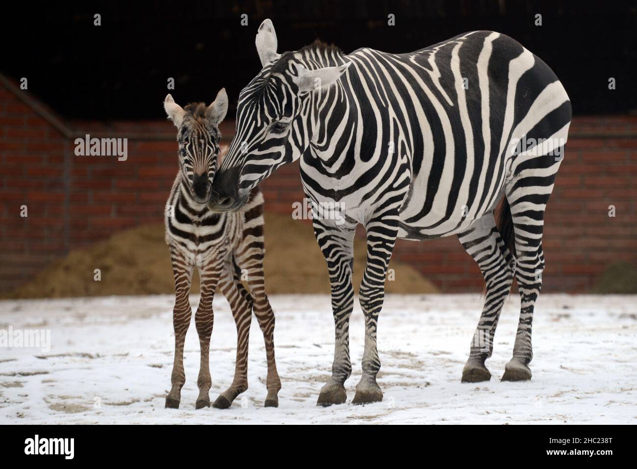 Liberec, Czech Republic. 23rd Dec, 2021. A 5 day old Maneless zebra, a ...