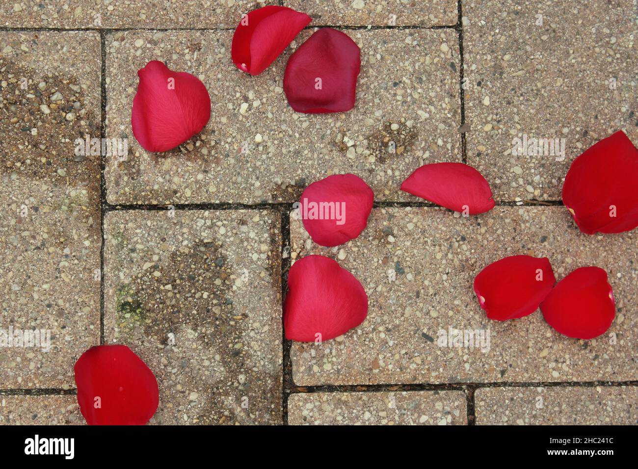 Bright red rose petals scattered on the ground Stock Photo - Alamy