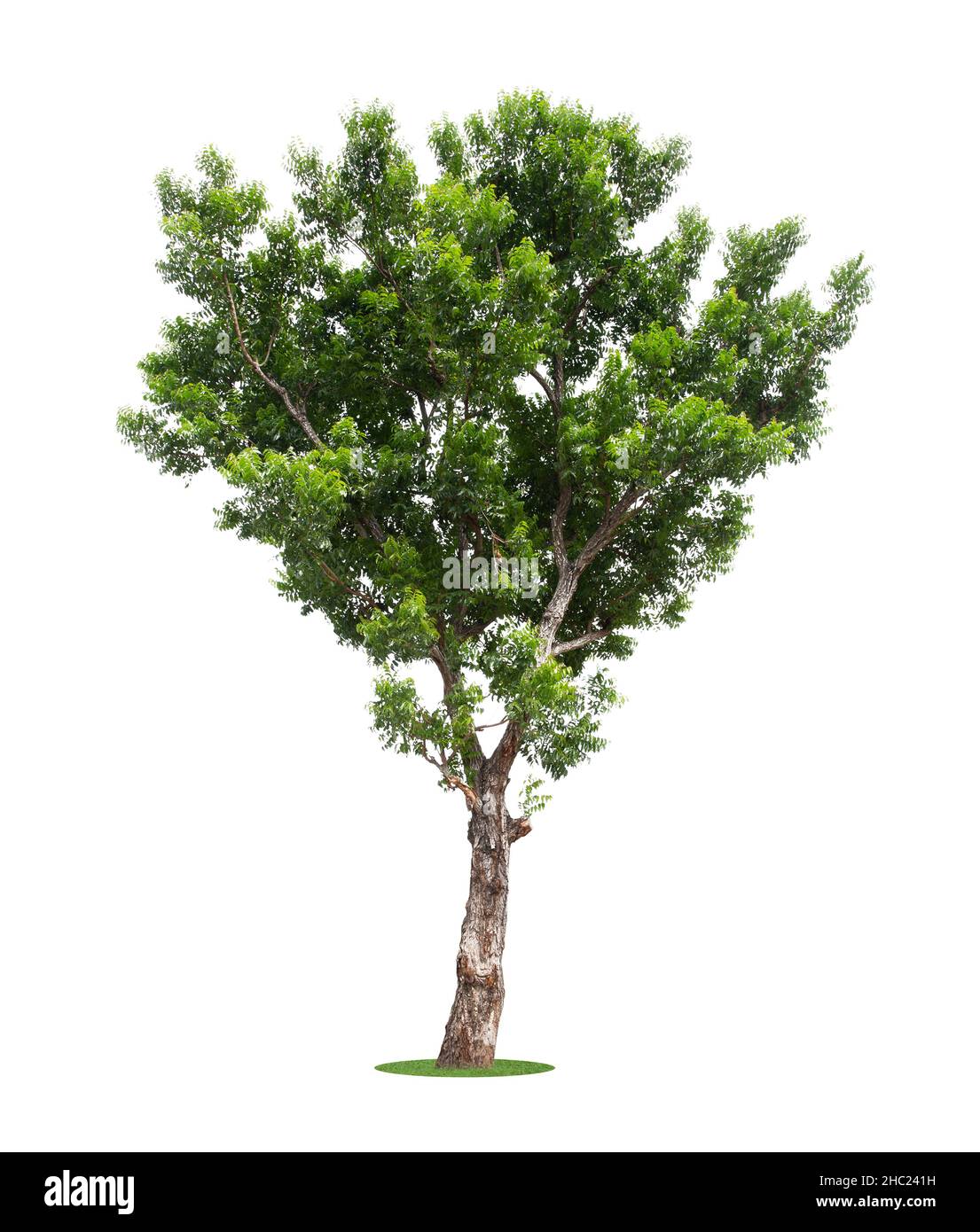 Beautiful green tree isolated on white background Stock Photo - Alamy