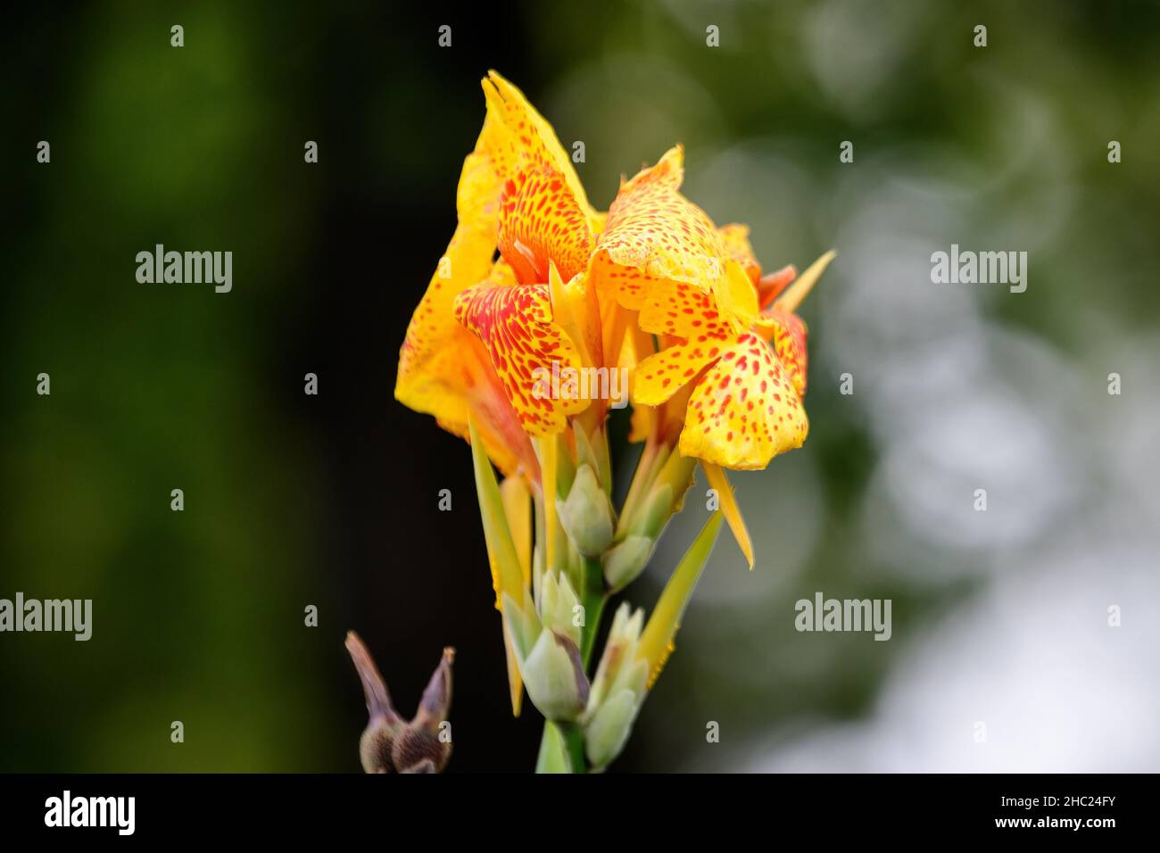 Vivid yellow flowers of Canna indica, commonly known as Indian shot ...