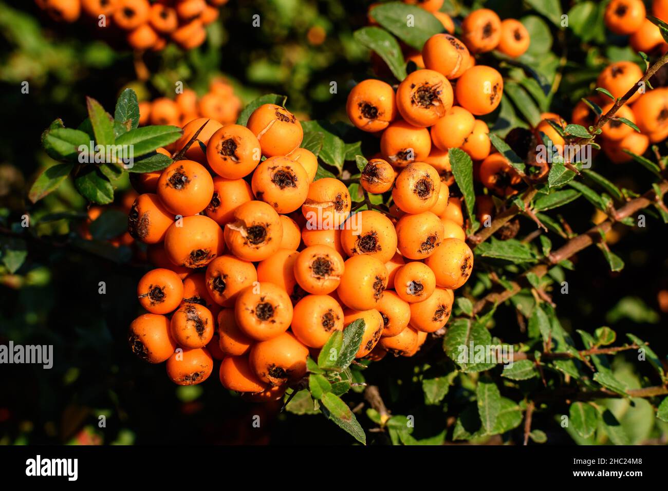 Macro photography of a small berry hi-res stock photography and images ...