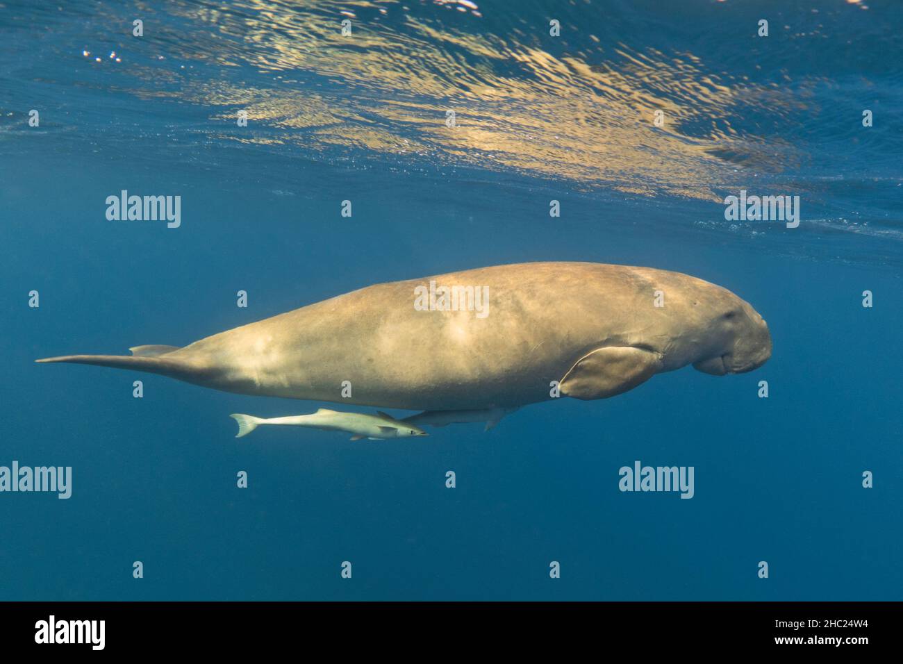 Dugong swimming hi-res stock photography and images - Alamy