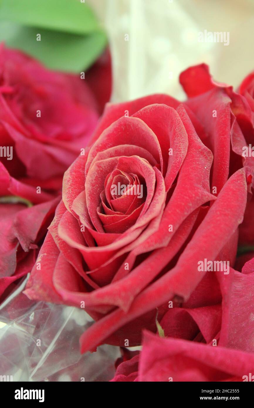 Beautiful cheerful roses in full bloom on a bright sunny day Stock ...