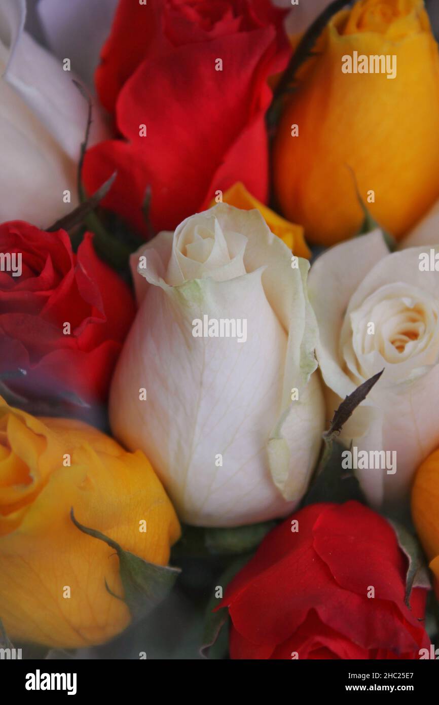 Beautiful cheerful roses in full bloom on a bright sunny day Stock ...