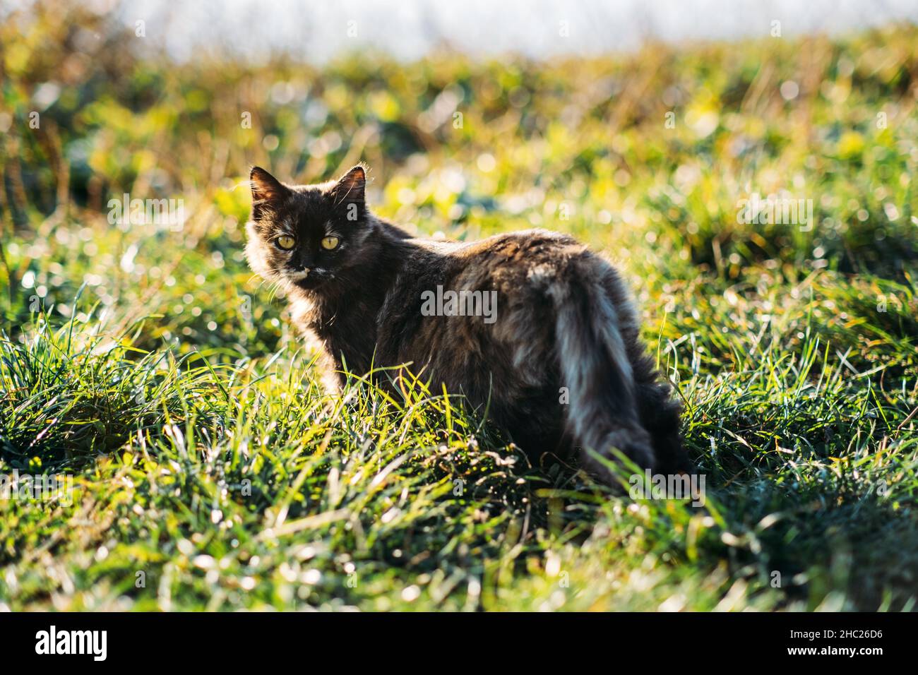 Cute homeless stray tricolor cat on nature background. Outdoor portrait ...