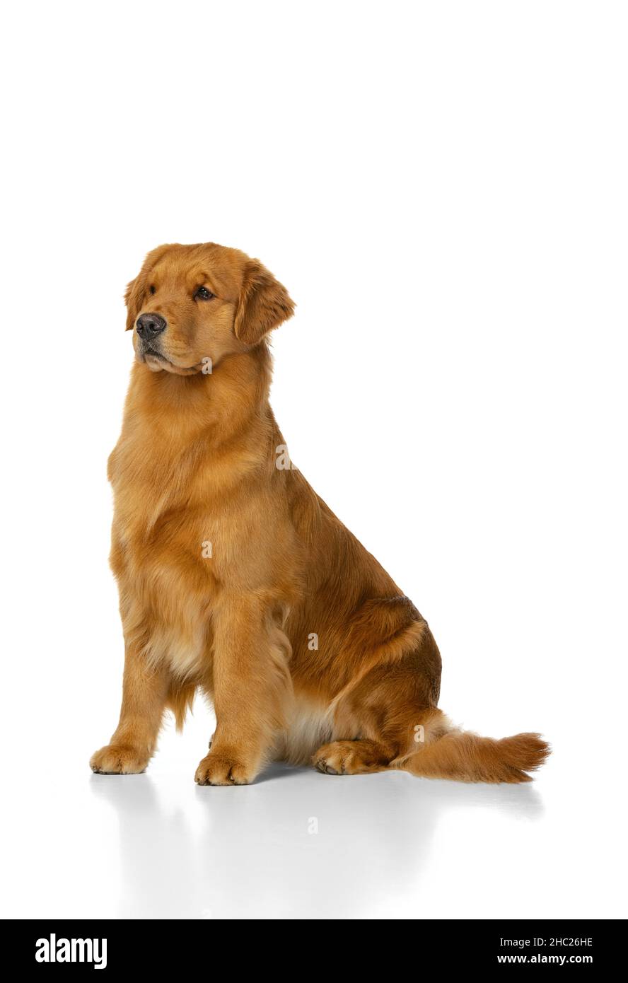American golden retriever hi-res stock photography and images - Alamy