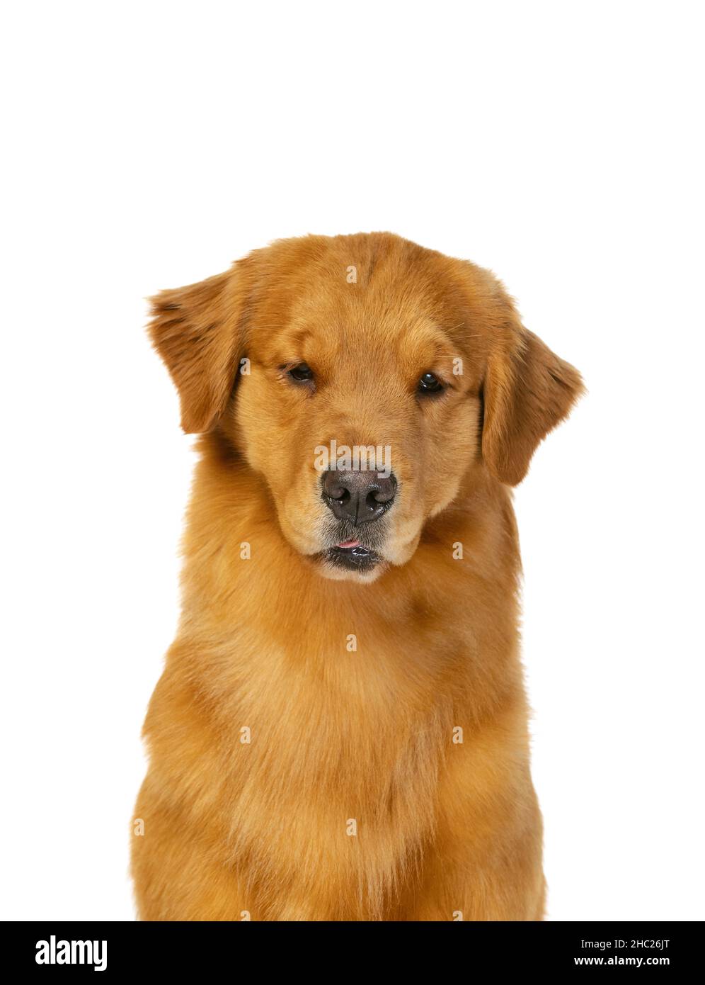 Golden retriever face close up isolated hi-res stock photography and ...