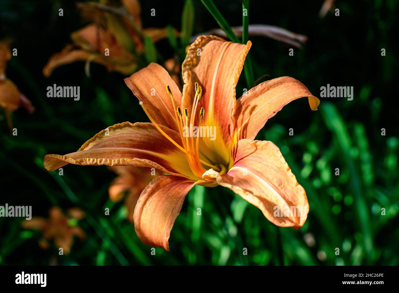 One small vivid orange flower of Lilium or Lily plant in a British ...