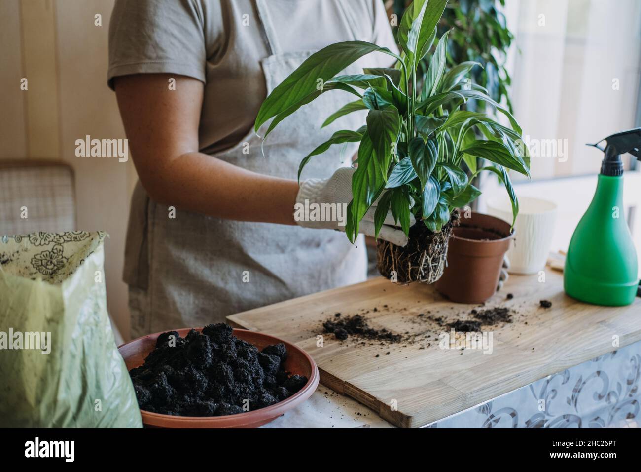 Spring Houseplant Care, repotting houseplants. Waking Up Indoor Plants ...