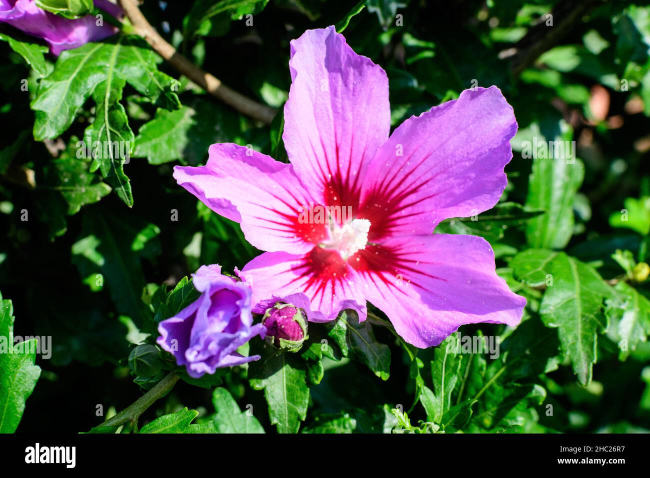 Pink delicate flower of Cornus kousa tree, commonly known as ousa ...