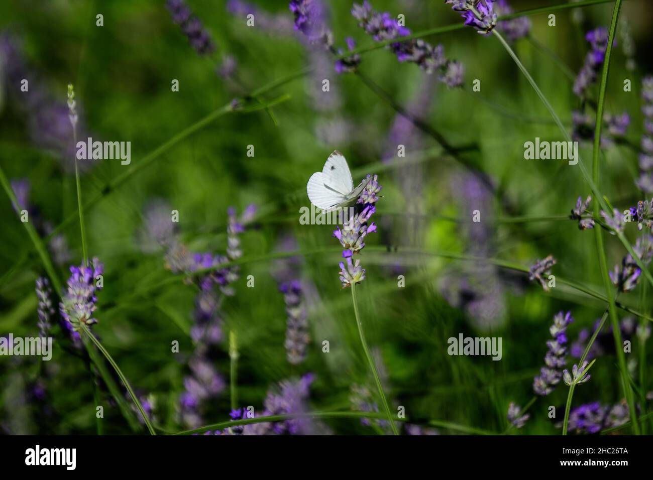 One small butterfly on blue lavender flowers in a sunny summer day in ...