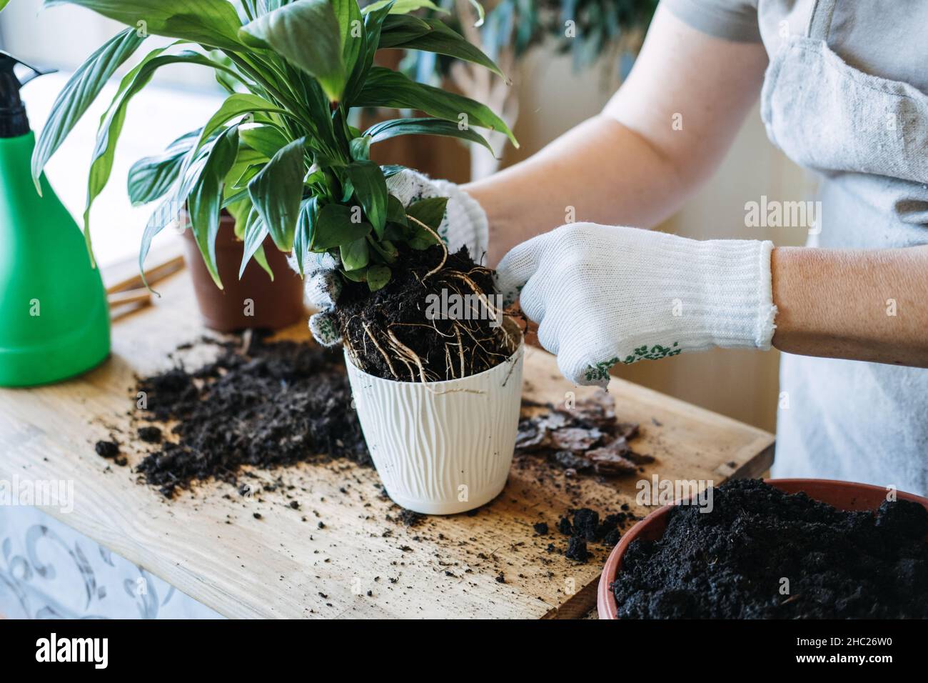 Spring Houseplant Care, repotting houseplants. Waking Up Indoor Plants ...