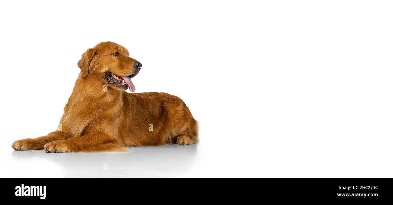 Beautiful purebred long-haired dog, Golden retriever lying on floor ...