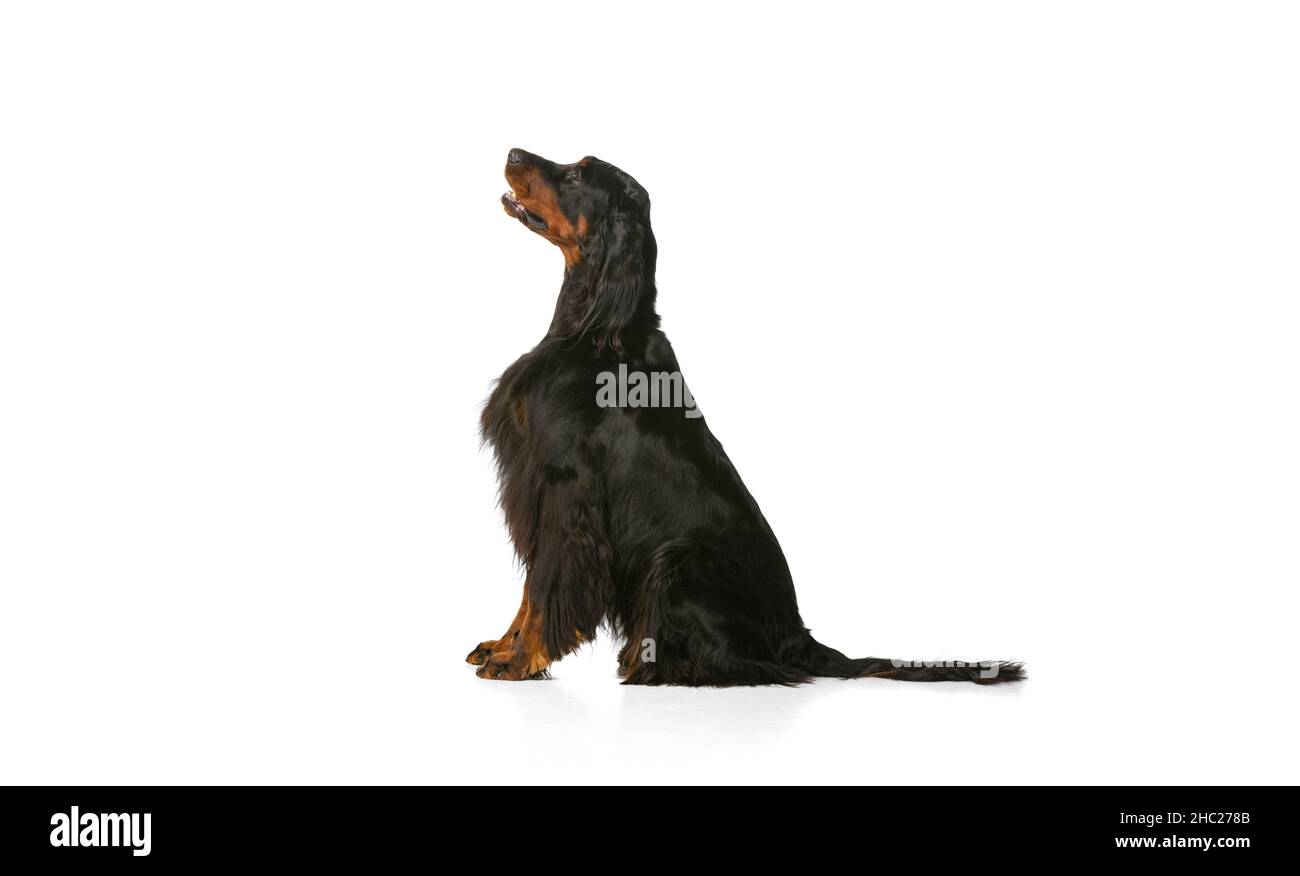 Side view of one purebred dog, Scottish Gordon Setter posing isolated ...