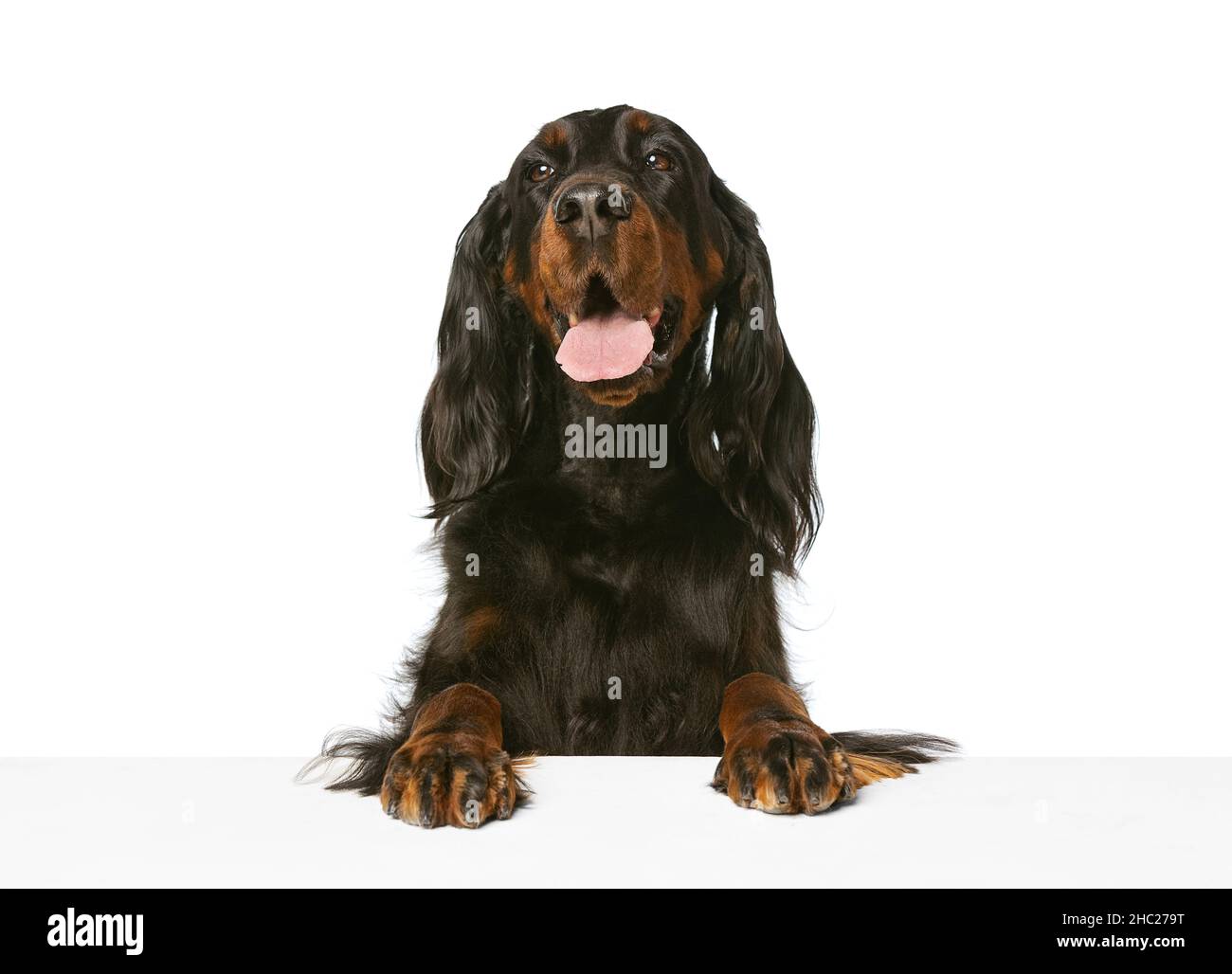 Half-length portrait of beautiful purebred dog, Scottish Gordon Setter ...