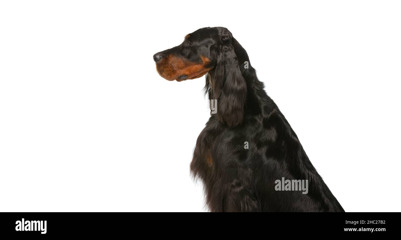 Side view of one purebred dog, Scottish Gordon Setter posing isolated ...
