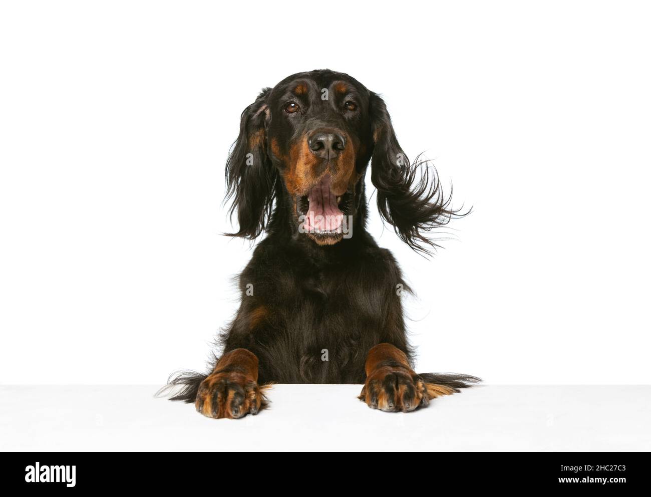 Scottish gordon setter hi-res stock photography and images - Alamy