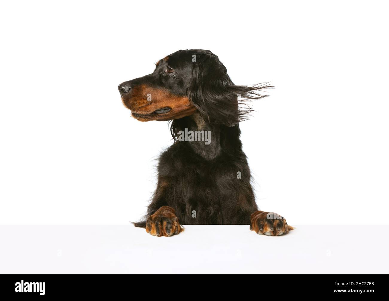 Half-length portrait of beautiful purebred dog, Scottish Gordon Setter ...