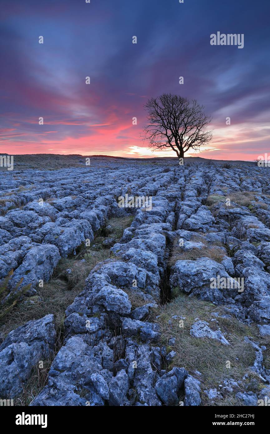 A lone sycamore tree grows on limestone pavement at Malham Lings, close ...