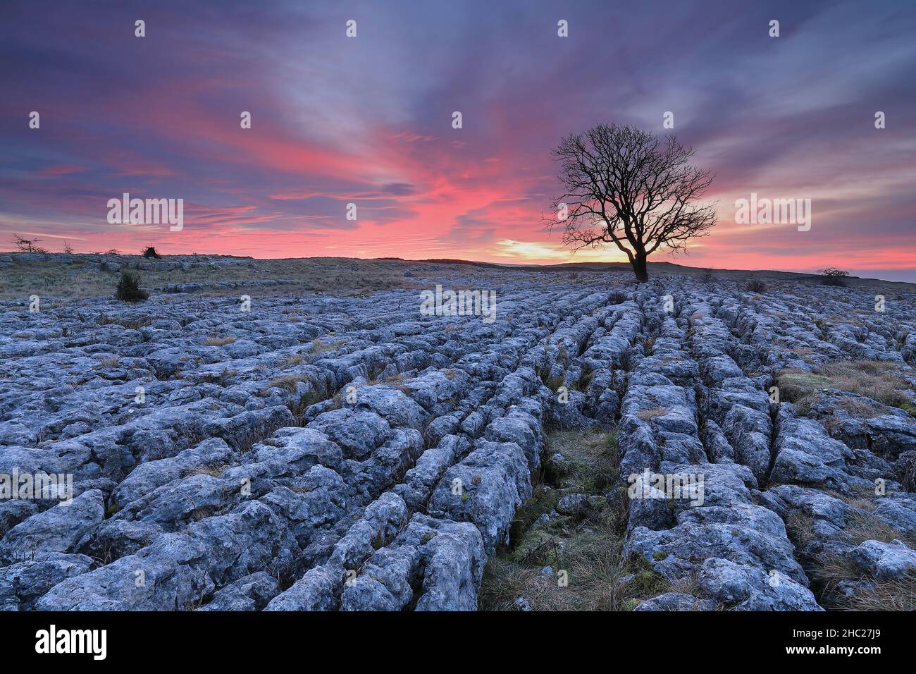 A lone sycamore tree grows on limestone pavement at Malham Lings, close ...