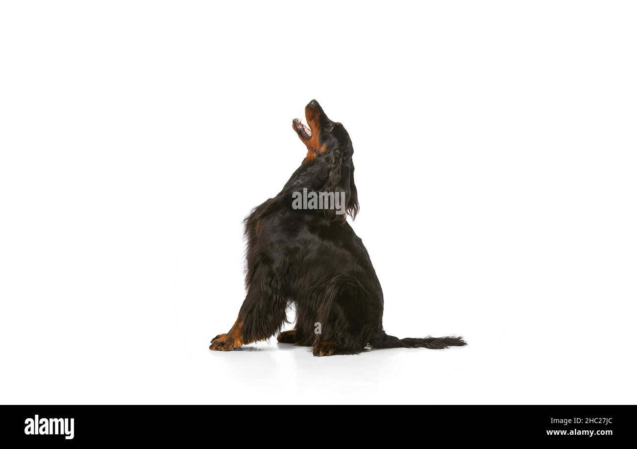 Profile view of purebred dog, Scottish Gordon Setter posing isolated ...
