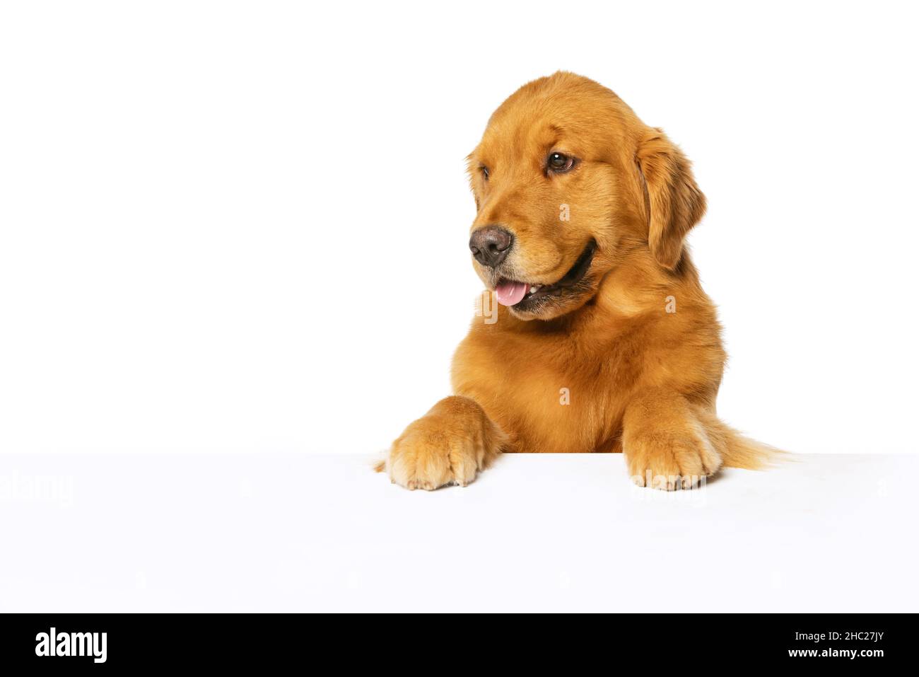 Half-length portrait of beautiful purebred dog, Golden retriever posing ...