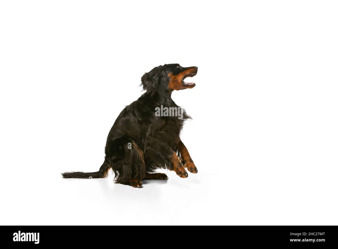 One purebred dog, Scottish Gordon Setter posing isolated over white ...