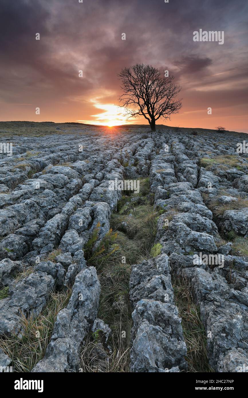 A lone sycamore tree grows on limestone pavement at Malham Lings, close ...