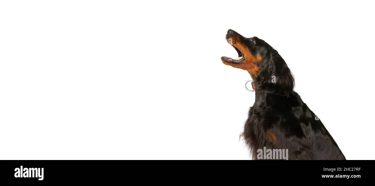 Scottish gordon setter hi-res stock photography and images - Alamy
