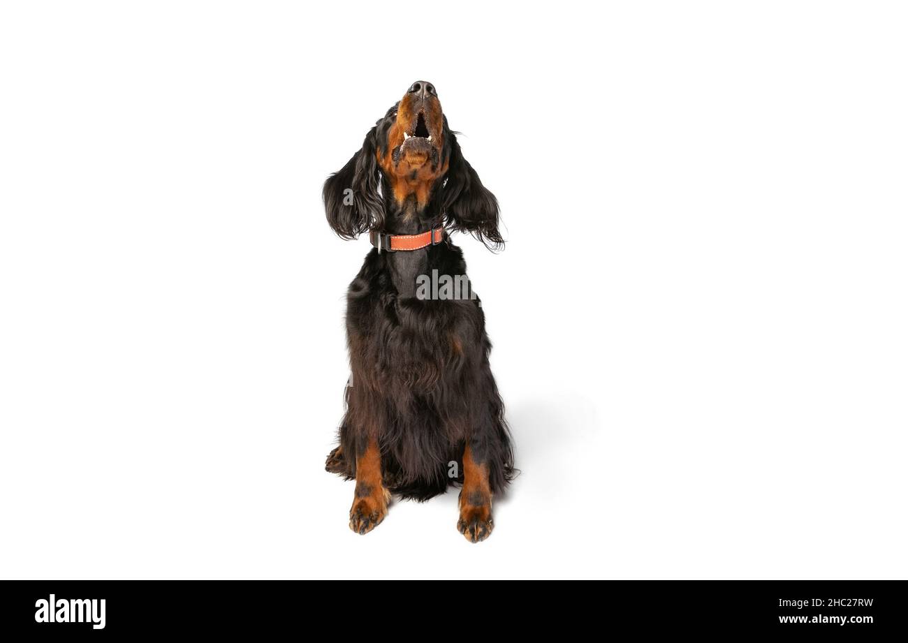 Gordon Setter Cocker Spaniel Mix