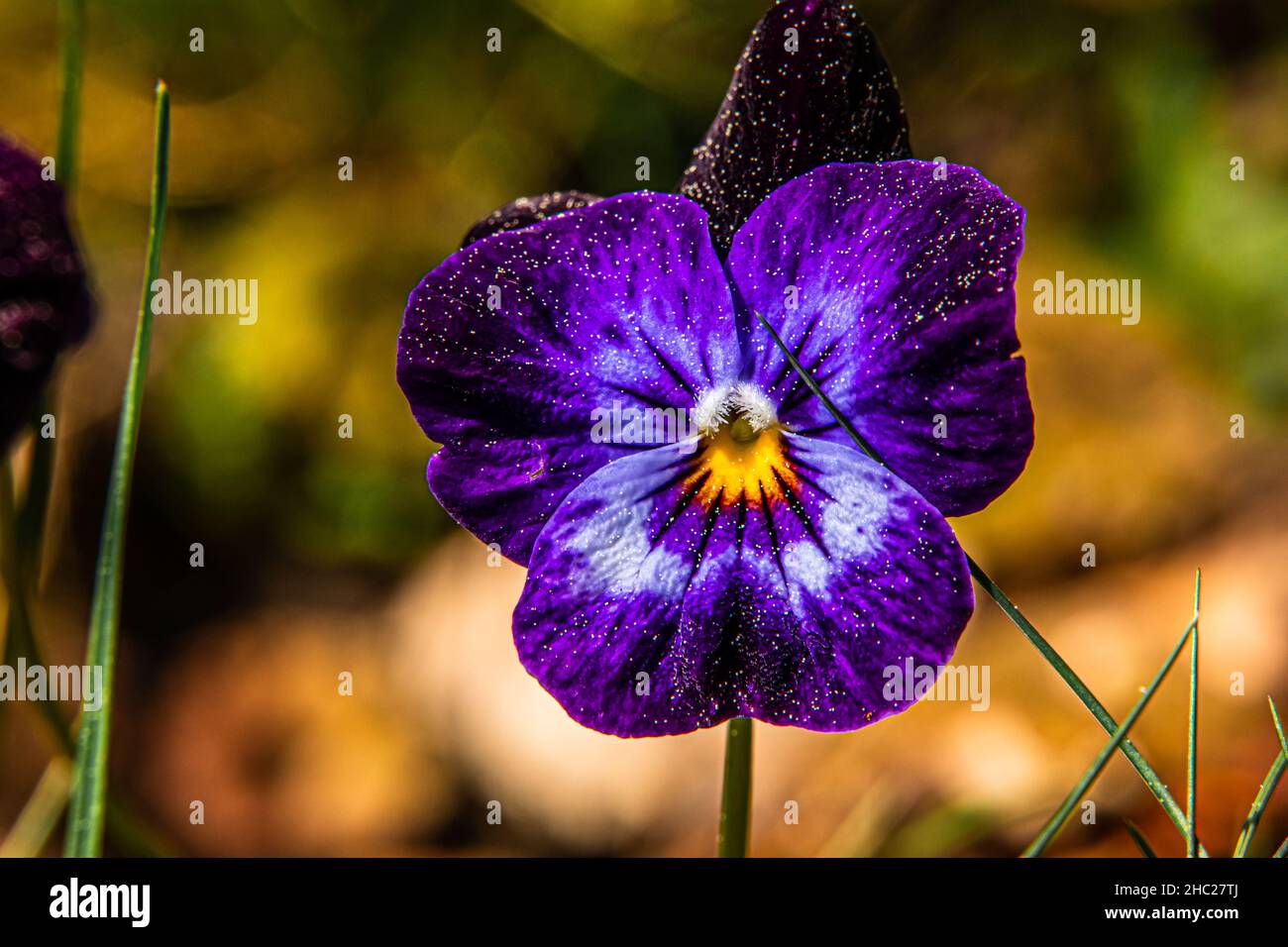 Pollen dust hi-res stock photography and images - Alamy