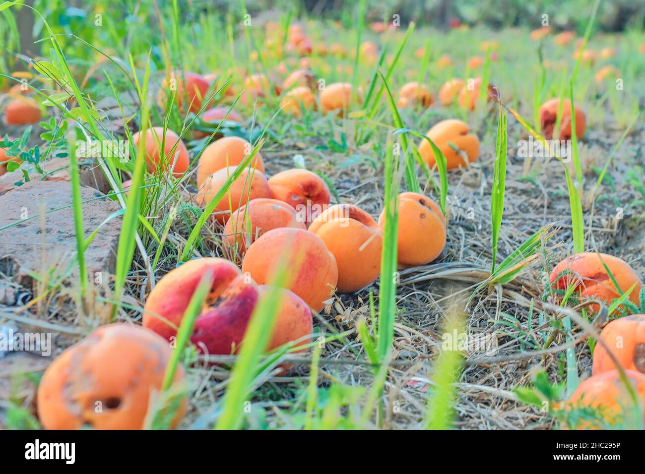 Fallen and rotten apricots on grass. Rural and summer concept Stock ...